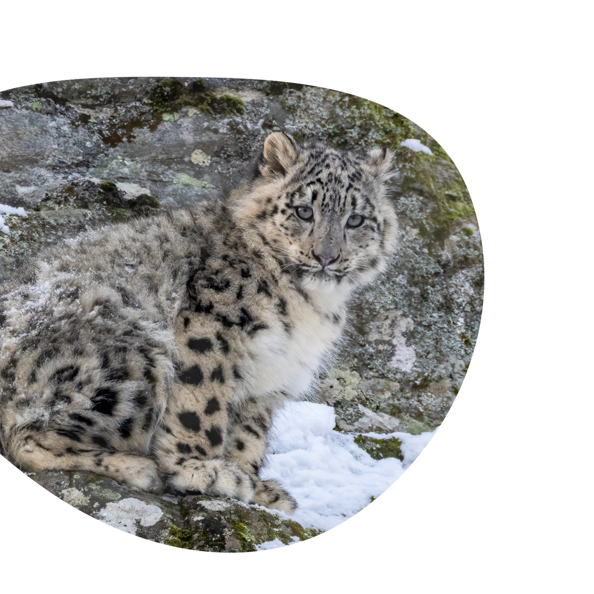 Fahlo The Ascent Bracelet - Snow Leopard – Daisy Lane Gifts LLC