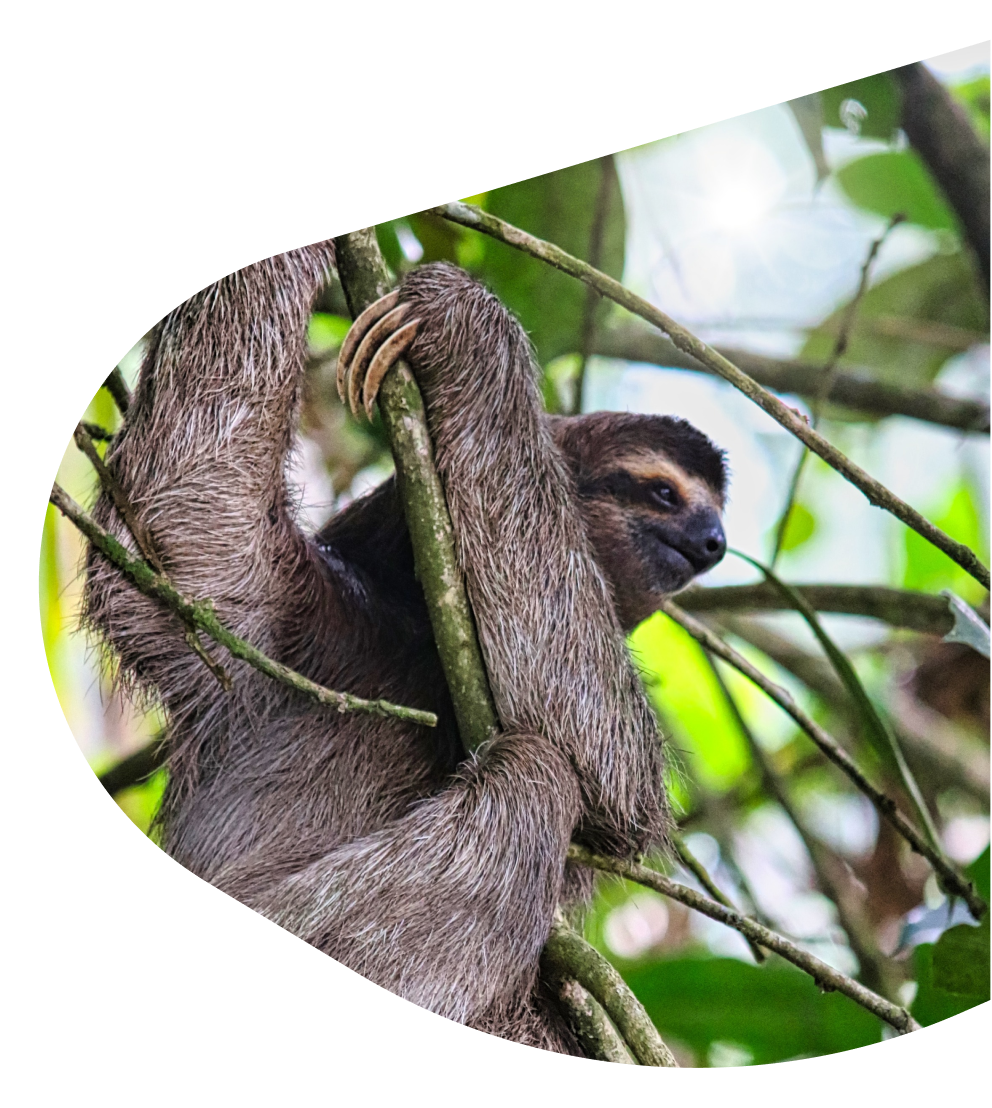 Fahlo The Wander Bracelet - Sloth – Daisy Lane Gifts LLC